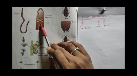 Sexual Reproduction Part YouTube