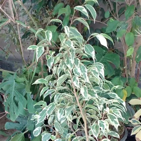 خرید و قیمت گل بنجامین ابلق از غرفه گلخانه هویا