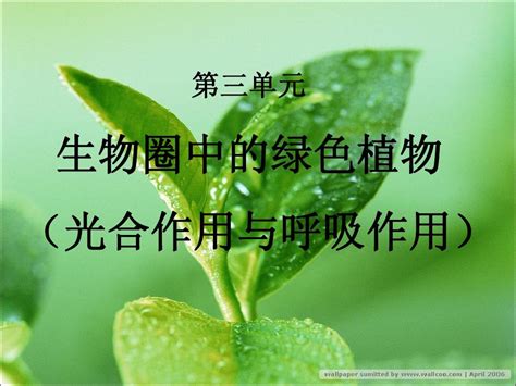 生物中考第一轮复习：七年级上第三单元第5章第1、2节 光合作用 呼吸作用 第一课时 北师大版 Word文档在线阅读与下载 无忧文档