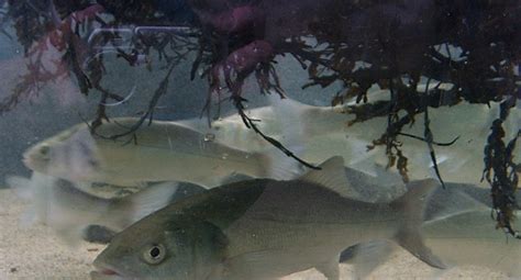 Professor P Brain S Blog What S In A Critter S Name Mullet