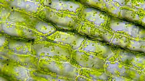 Elodea Cell Under Microscope