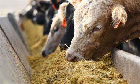 Малын тэжээлийн үнэ ханш