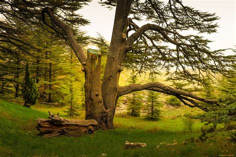 Обои Природа Лес обои для рабочего стола фотографии природа лес деревья Обои для рабочего