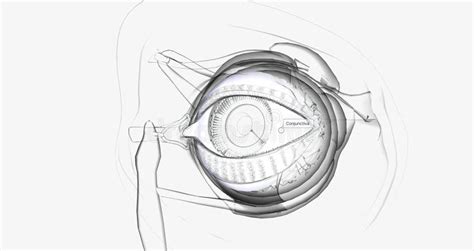 The Conjunctiva Is A Thin Membrane That Covers The Inner Surface Of The