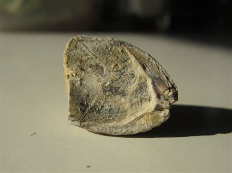 Unknown Fossil Fossil Fossils