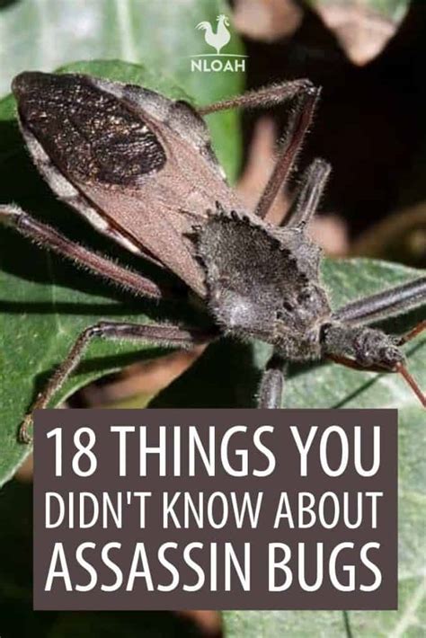 18 Facts You Didnt Know About Assassin Bugs