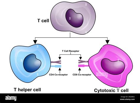 T Cell Helper T Cell And Cytotoxic T Cell Cd Antigen Types Cd4 And Cd8 3d Rendering Stock