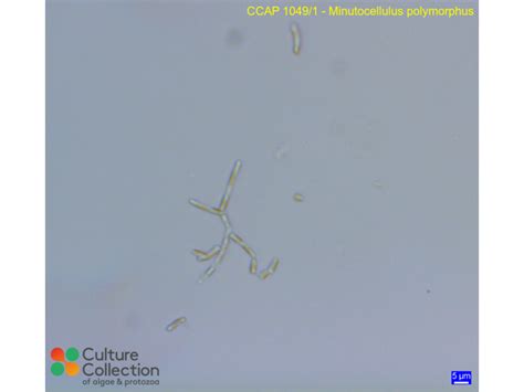 Minutocellulus Polymorphus