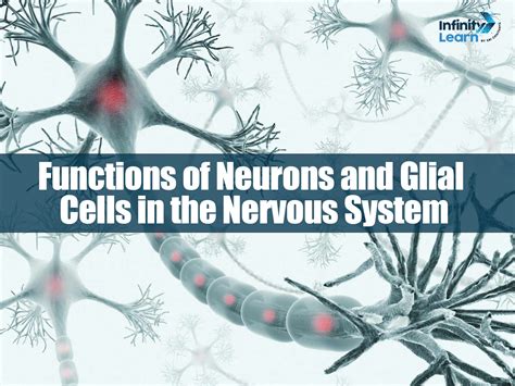 Understanding The Vital Functions Of Neurons And Glial Cells In The Nervous System