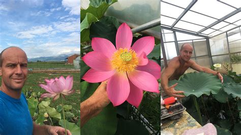 how to harvest and divide lotus rhizomes the blog of waterplants it
