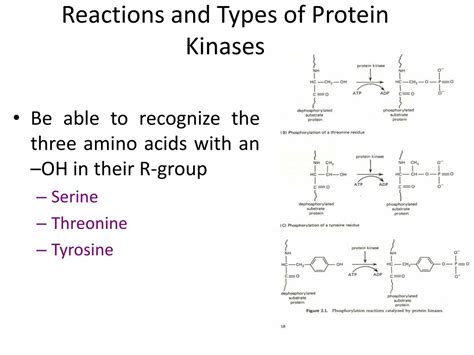 Protein Kinase Types At Teri Banuelos Blog