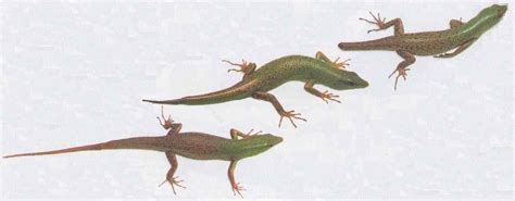 Biologia RegeneraciÓn Y FragmentaciÓn