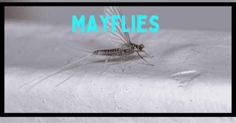 Bugs That Look Like Mosquitoes Identifying Common Impostors