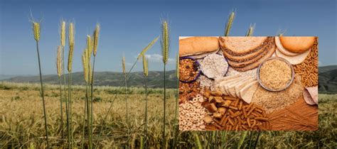 2024 Wheat Output Forecast To Grow Despite Price Driven Cutbacks In