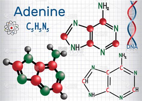腺嘌呤 A 艾德 嘌呤碱基 基因编码的基本单位在脱氧核糖核酸和 Rna。结构化学公式和分子模