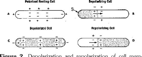 Figure 1 From Fundamentals Of Electrocardiography Interpretation Semantic Scholar