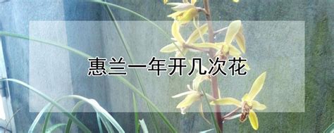 惠兰一年开几次花 发财农业网