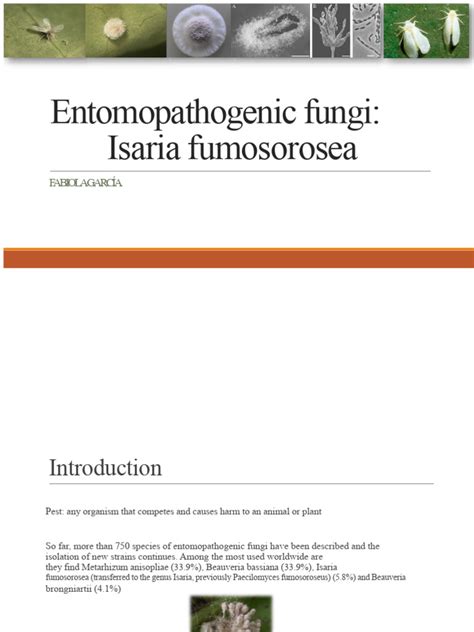 Isaria Fumosorosea Entomopathogenic Fungi Insights Pdf Fungus