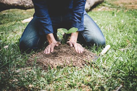 세계 환경의 날 재조림 젊은 남자의 손은 세상 지구의 날 자연과 생태 개념을 저장으로 정원에서 작업하는 동안 토양으로 성장 모종과 나무를 심고 있었다 나무에 대한 스톡 사진
