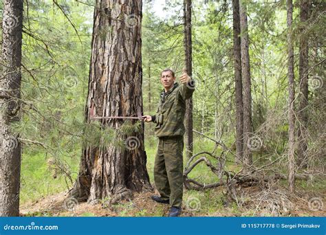 Measuring The Diameter Of A Tree Stock Photo Image Of Security Rule