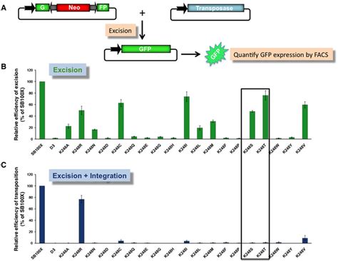 Excision And Integration Activities Of Sleeping Beauty Transposase Download Scientific Diagram