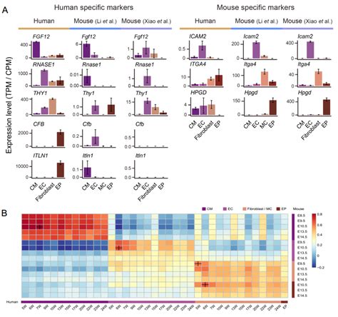 汤富酬课题组与乔杰课题组合作绘制人类心脏高精度发育细胞图谱 北医新闻网