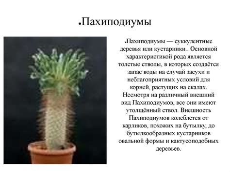 Топ 5 самых редких растений и животных в Африке Online Presentation