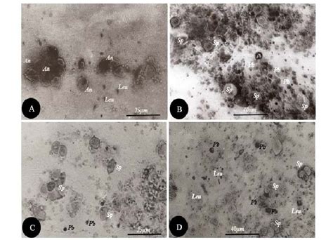 Photomicrographs Of Exfoliated Vaginal Cells Smear Taken During Various Download Scientific