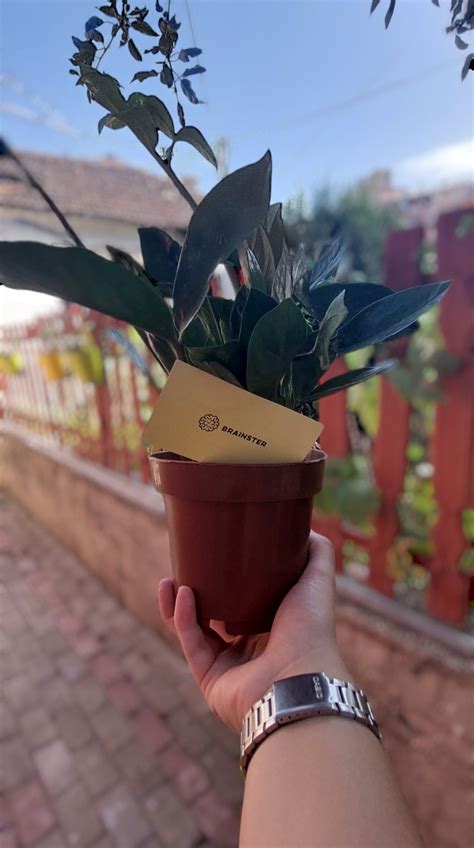 Andrea Trpenovska On Linkedin Such A Lovely Way To End Your Workweek🌱 Thank You Brainster💡
