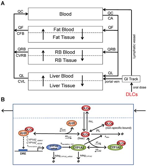 Toxics Free Full Text A Physiologically Based Pharmacokinetic Pbpk Modeling Framework For