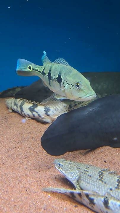 쨍한발색의 아이스팟~ Youtube