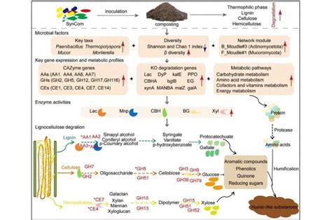 Synthetic Microbial Communities Greatly Promote Compost Material Transformation And Crop Growth