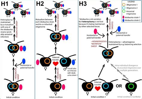 Three Proposed Hypotheses That Could Explain The Widespread And Download Scientific Diagram