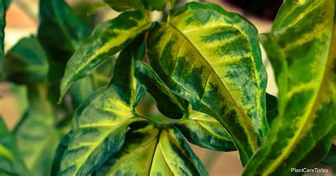 Top Syngonium Varieties