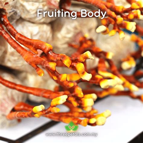 Reishi Ganoderma Lucidum Live Mycelium Mushroom Culture Spawn Seed