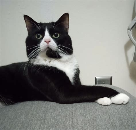 Dapper Boi R Supermodelcats