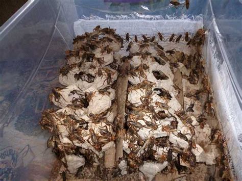 Сверчки сверчек банановый цвіркуни цвіркун банановий 2 грн Інші тварини Київ на Olx