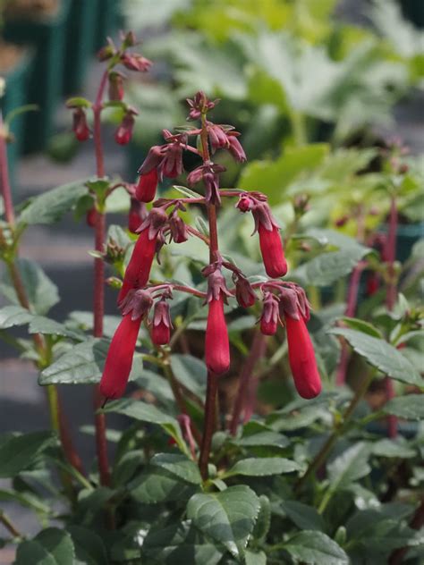 Phygelius Capensis ‚candy Drops Red‘ Schachtschneider