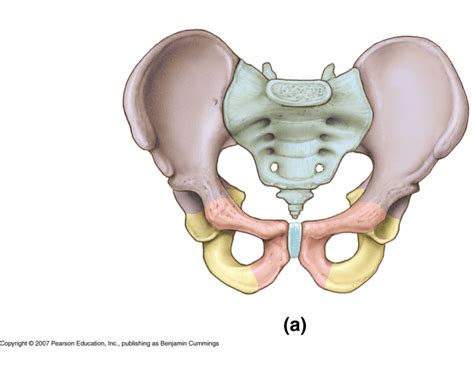 Coxa Pelvis Diagram Quizlet