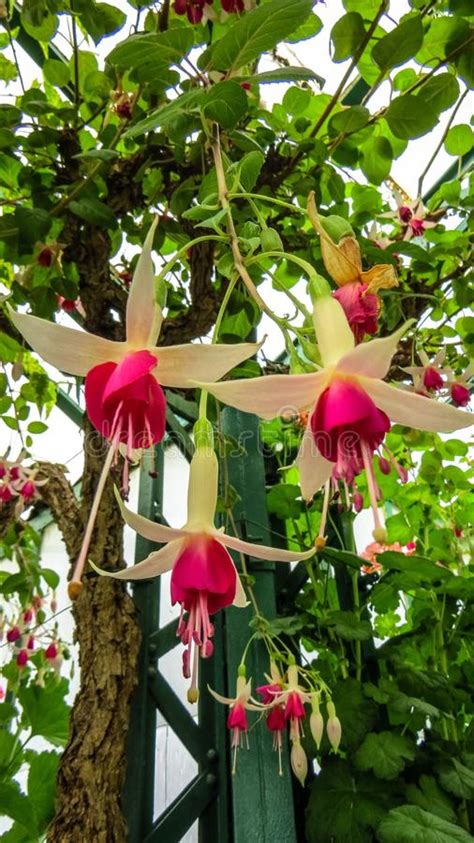 White And Purple Fuchsia Stock Photo Image Of Garden