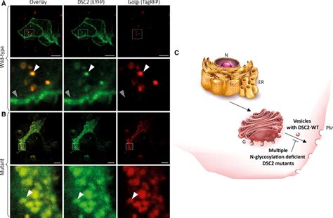 Colocalization Analysis Of Compartment Trackers And The Download Scientific Diagram