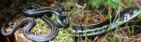 8 Types Of Snakes That Live In Washington State Bird Watching Hq