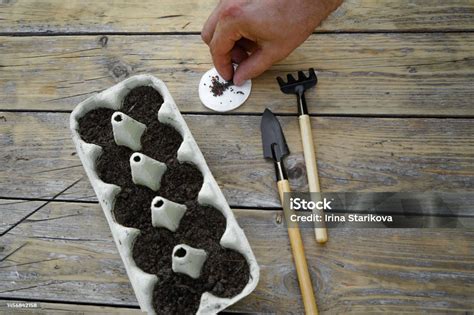 재활용 계란 상자에 심는 사람의 손에 야채 씨앗 재활용 및 재사용하여 폐기물을 줄이고 집에서 자신의 음식을 재배하십시오 가정 생활에 대한 스톡 사진 및 기타 이미지 Istock