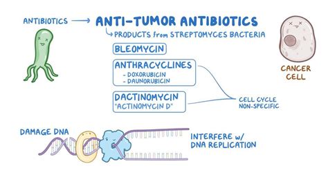Anti Tumor Antibiotics Osmosis