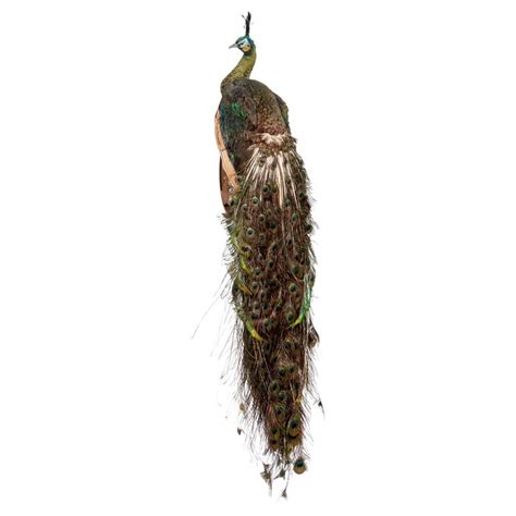 Fantastic Taxidermy Green Java Peacock 20th Century At 1stdibs