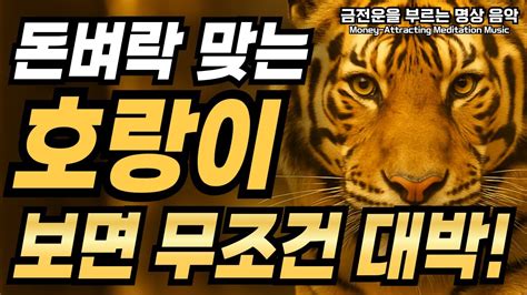 돈벼락 맞은 호랑이 이 호랑이 보고 부자 대박나세요 금전운을 부르는 명상 음악 Youtube