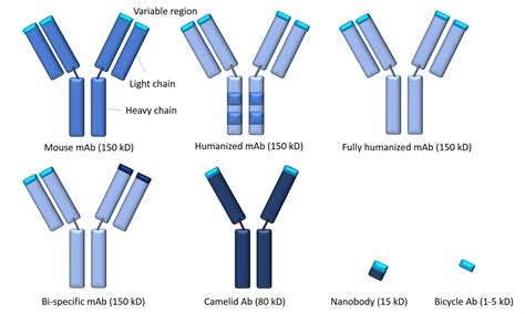 Antibody Vs Nanobody Vs Non Antibody Scaffolds Whats The Difference