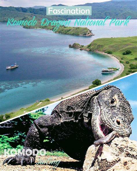 Fascination Of The Komodo Dragon National Park Experience Trip To