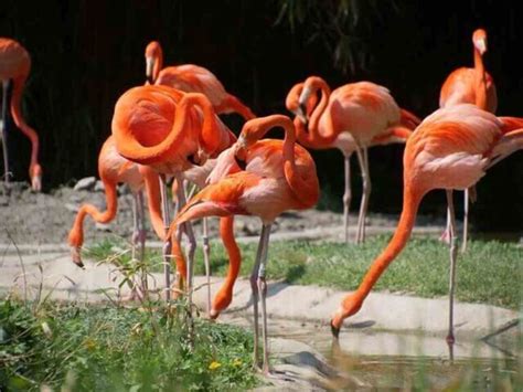 Why Are Flamingos Pink The Science Behind Their Color