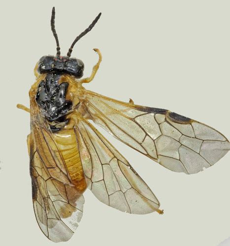 Hymenoptera Flashcards Quizlet